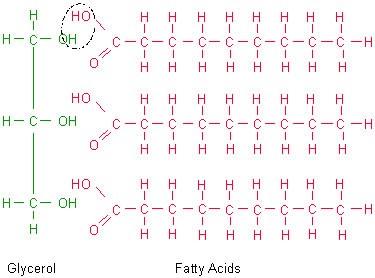 Biology park: Triglyceride